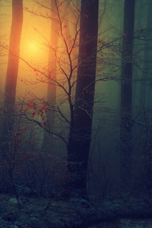 Mist (#2910038) - HD Wallpaper & Backgrounds Download