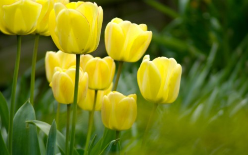 Tulips Flowers Background Hd (#401584) - HD Wallpaper & Backgrounds Download