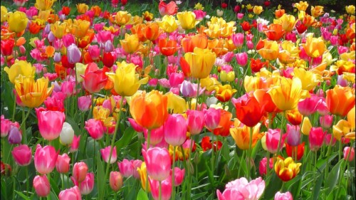 Tulips Flowers Background Hd (#401584) - HD Wallpaper & Backgrounds Download
