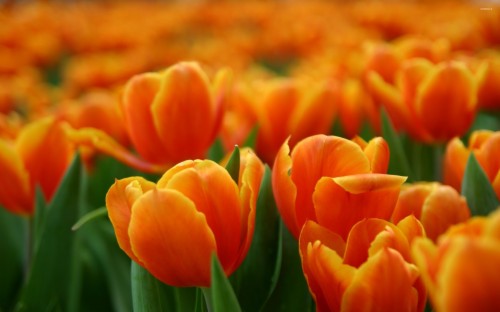 Tulips Flowers Background Hd (#401584) - HD Wallpaper & Backgrounds Download