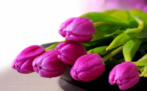 Tulips Flowers Background Hd (#401584) - HD Wallpaper & Backgrounds Download