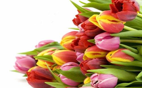 Tulips Flowers Background Hd (#401584) - HD Wallpaper & Backgrounds Download