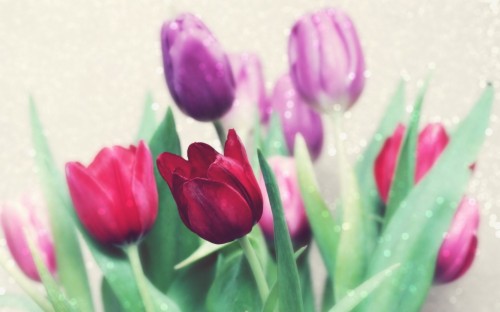 Tulips Flowers Background Hd (#401584) - HD Wallpaper & Backgrounds Download