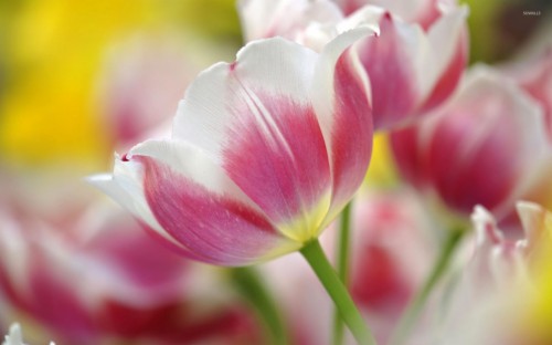 Tulips Flowers Background Hd (#401584) - HD Wallpaper & Backgrounds Download