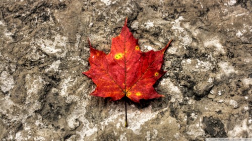Hd 16 - - High Resolution Maple Leaf Hd (#414268) - HD Wallpaper ...
