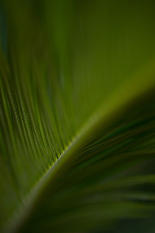 Close-up (#415836) - HD Wallpaper & Backgrounds Download