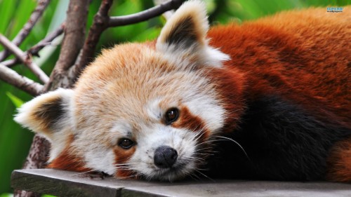 Baby Red Panda Wallpaper - Baby Red Panda Background (#433570) - HD ...