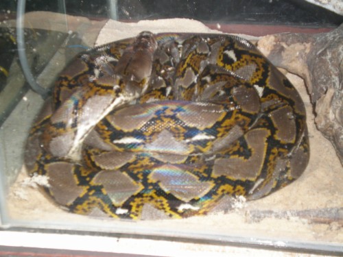 Corak Batik Khas Sunda (#770980) - HD Wallpaper & Backgrounds Download