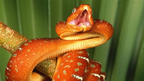 Film Ular (#2545265) - HD Wallpaper & Backgrounds Download