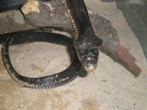 Ular, Ular Anang, Desktop Wallpaper Gambar Png - Cobra Png (#3144603 ...