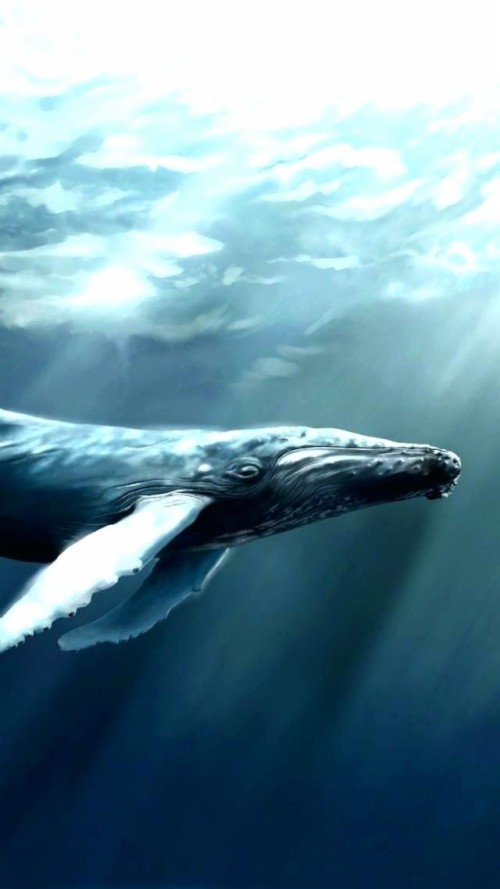 Whale Wallpaper Blue Whale Wallpaper Big Underwater - Whale Hd ...
