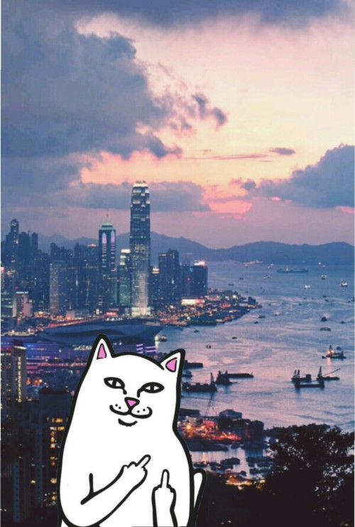 Ripndip Wallpaper - Rip N Dip Cat (#474578) - HD Wallpaper ...