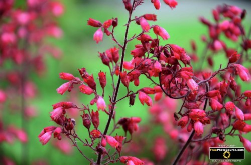 Find More Cool Pictures And Wallpapers At Freephotocourse - Flower ...