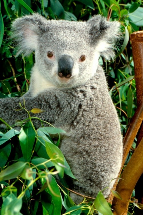 Wallpaper - Australia Koala (#488879) - HD Wallpaper & Backgrounds Download