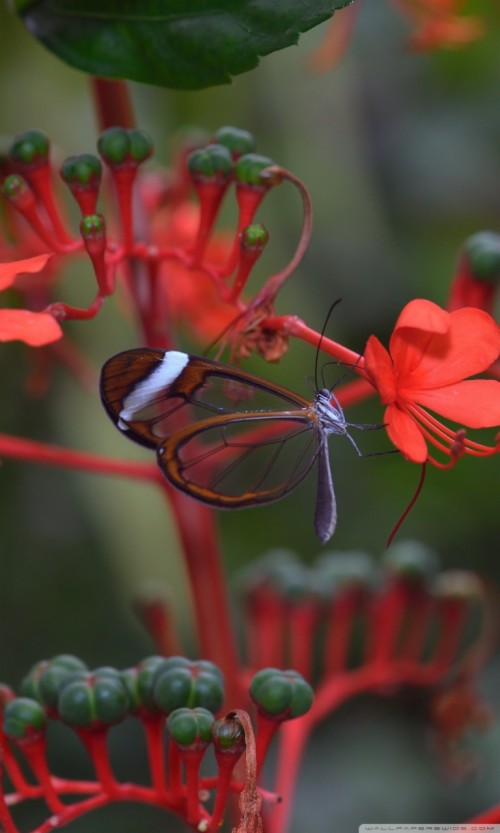 Rare Photos Of Madhubala - Madhubala (#1709044) - HD Wallpaper ...