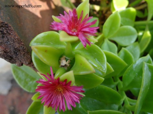 Kalaignar Karunanidhi Rare Hd Photos & Wallpapers - Kalaignar Hd ...