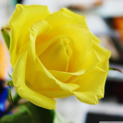 Yellow Rose Border Png (#498862) - HD Wallpaper & Backgrounds Download
