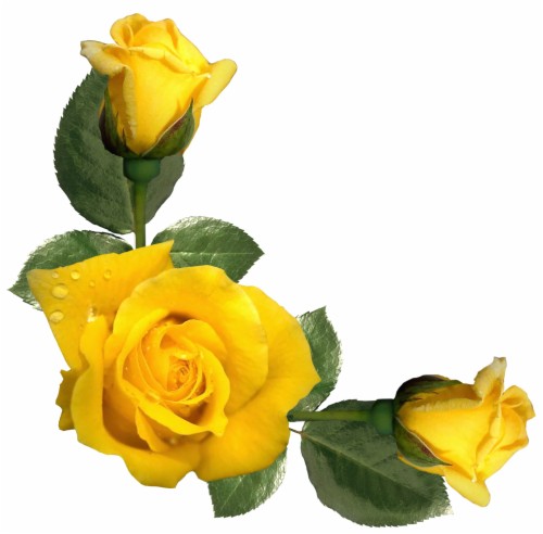 Download Yellow Rose Border Png On Itl.cat