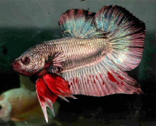 Similar Photos - Betta Fish Hd (#157172) - HD Wallpaper & Backgrounds ...