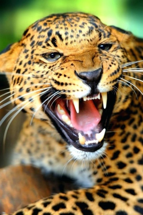 240 * 320 Hd (#532100) - HD Wallpaper & Backgrounds Download