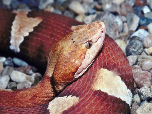 1600 X - Red Copperhead Snake (#541679) - HD Wallpaper & Backgrounds ...