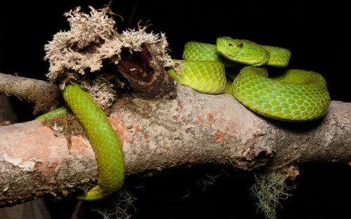 Bothriechis (#543960) - HD Wallpaper & Backgrounds Download