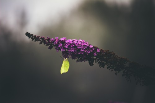 Simple Beautiful Wallpapers - Simple Nature Wallpaper Hd (#556444) - HD ...