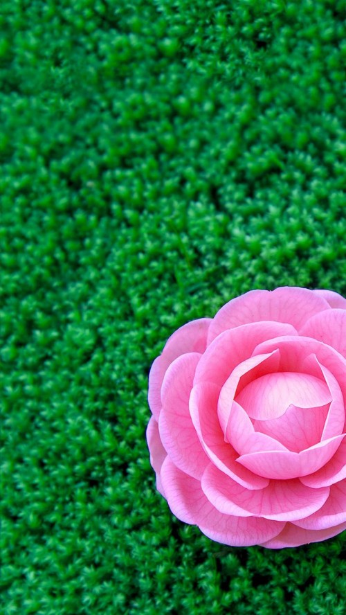 Lenovo Lock Screen Wallpaper - Flower Wallpaper Hd For S8 (#561377 ...