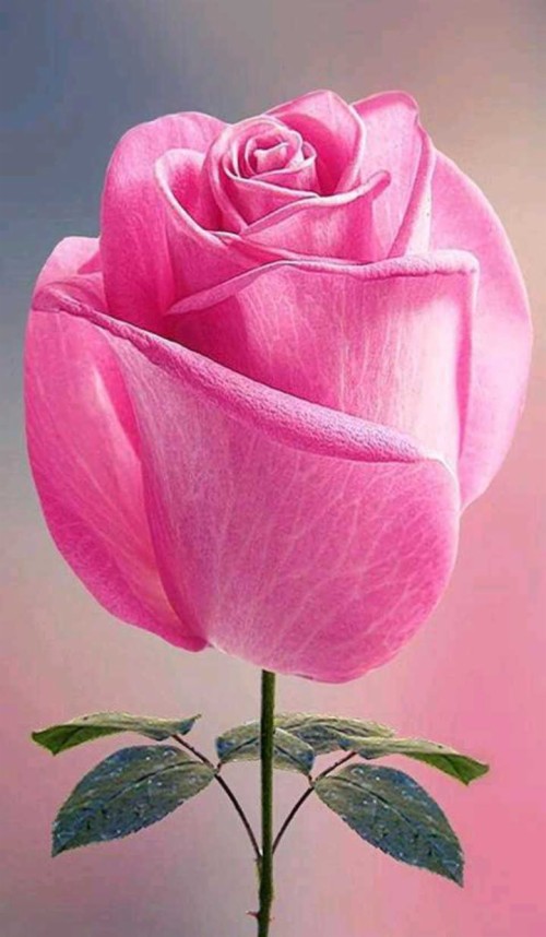 Rose Wallpaper - Good Morning Flower Nice Messages (#587460) - HD ...