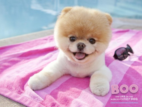 Boo The World's Cutest Dog (#588778) - HD Wallpaper & Backgrounds Download