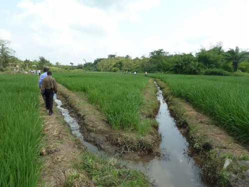 Sawah Rice Cultivation In Inland Valleys In Ashanti - Valleys In Ghana ...