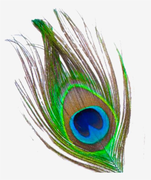 Download Mor Pankh Wallpaper Shri Krishna With Peacock Feather On Itlcat