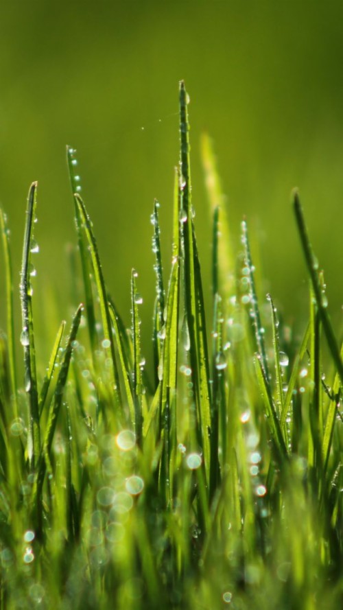 Wallpaper Grass, Lawn, Green, Bright - Green Grass Hd (#1846928) - HD ...