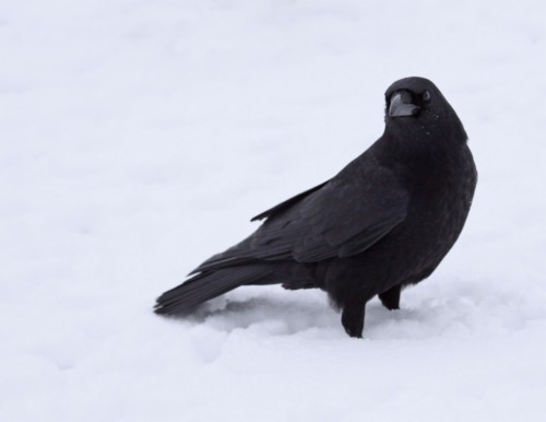 Crows Zero 3 (#622864) - HD Wallpaper & Backgrounds Download