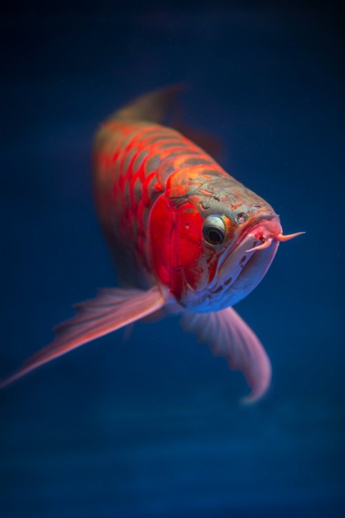 Iphone Fish Live Wallpaper (#368471) - HD Wallpaper & Backgrounds Download