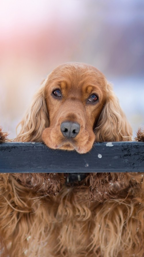 Cute, Pet Dog, Cocker Spaniel, Wallpaper - Cocker Spaniel (#632837 ...