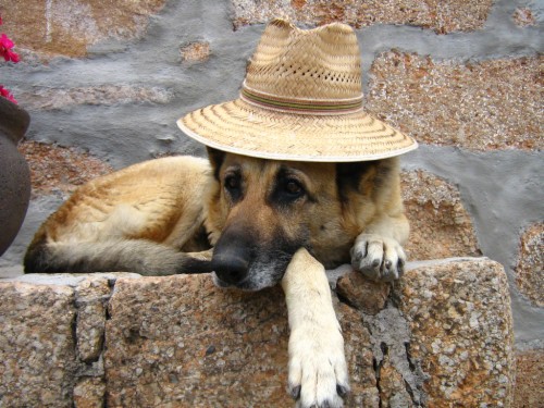 German Shepherd Wearing A Hat (#634247) - HD Wallpaper & Backgrounds ...