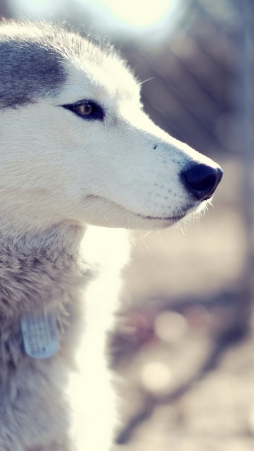 Perros - Wallpaper Naturaleza - Husky Dog (#654645) - HD Wallpaper ...