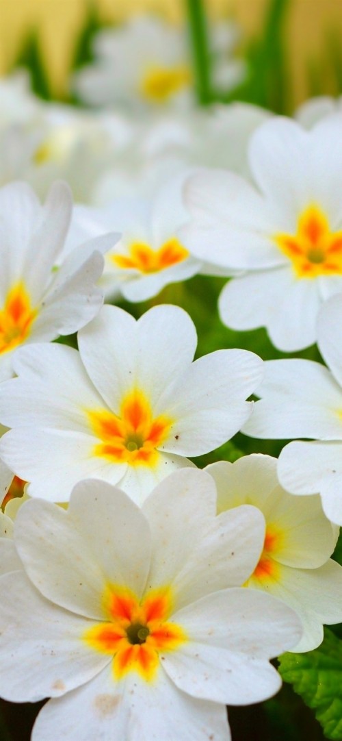 Primrose (#657055) - HD Wallpaper & Backgrounds Download