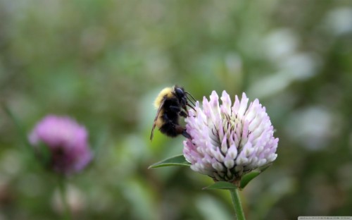 Related Wallpapers - Red Clover (#699719) - HD Wallpaper & Backgrounds ...