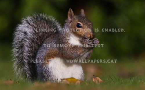 Squirrel Wallpaper - Fox Squirrel (#3080056) - HD Wallpaper ...