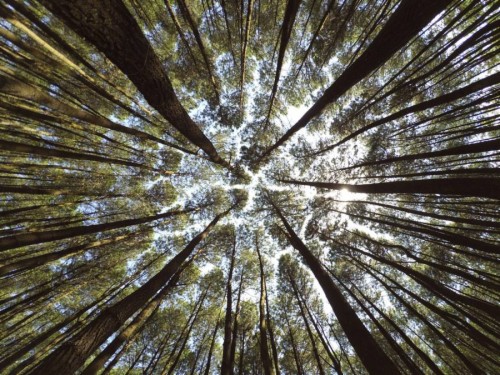 Hutan Pinus - Hutan Pinus Mangunan Jogja (#741641) - HD Wallpaper ...