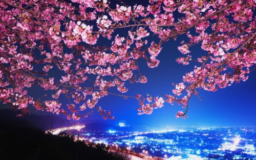 Moonlight Park Night Cherry Blossoms Wallpaper - Dark Cherry Blossom ...