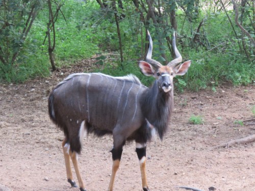 Nyala - Bongo (#746008) - HD Wallpaper & Backgrounds Download