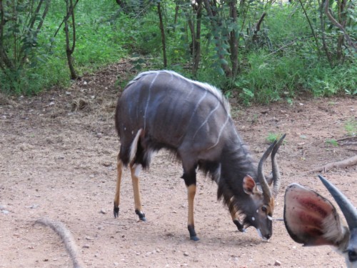 Nyala - Bongo (#746008) - HD Wallpaper & Backgrounds Download