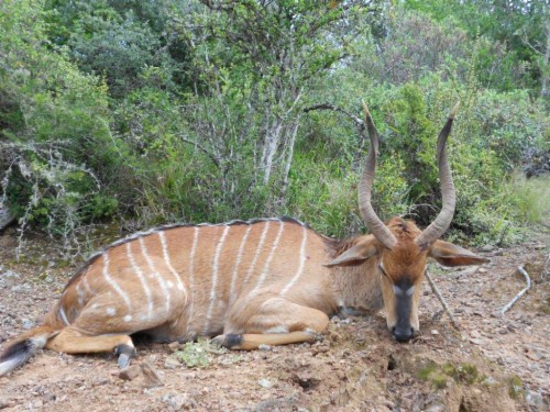 Nyala - Bongo (#746008) - HD Wallpaper & Backgrounds Download