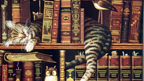 Library Cat Sleeping Bookshelf Books Tired Adorable - Cat In A Library ...