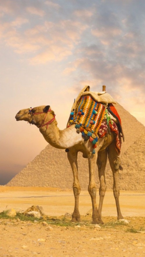 Camel And Pyramids Iphone 5 Wallpapers, Backgrounds, - Desert Camel ...