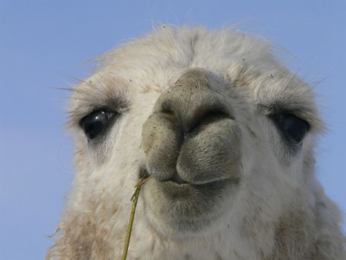 Differences Between Alpacas And Llamas Jacob - Close Up Llama Face ...