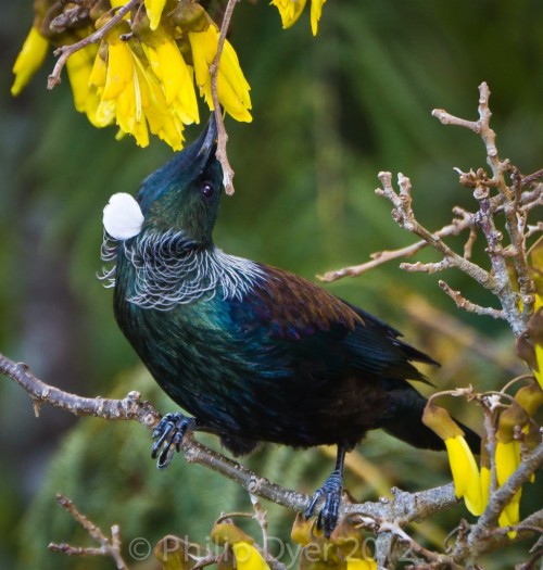 3d Flower Touch Wallpaper Tui New Zealand Native Bird - Tui Native Bird ...